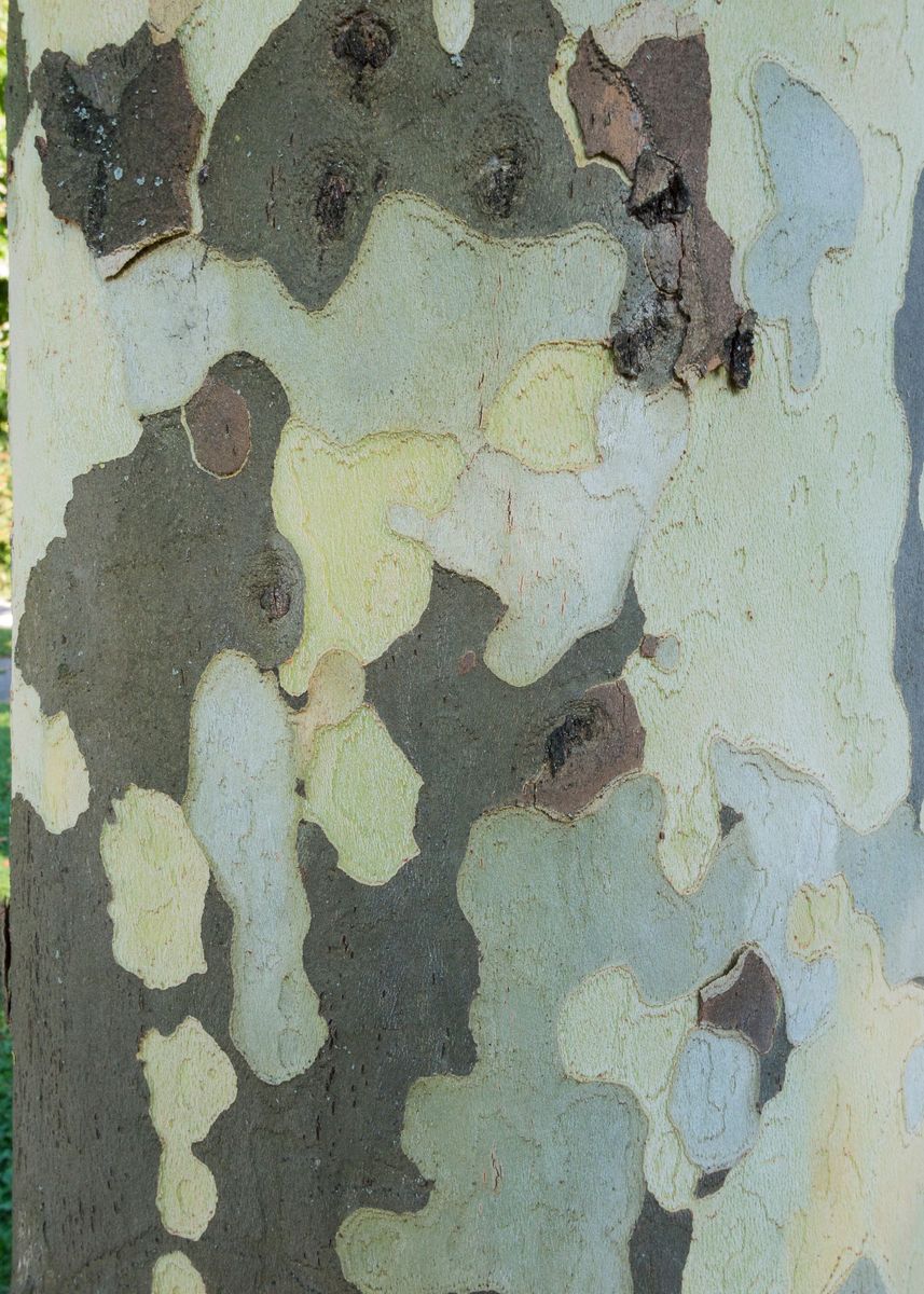 'tree trunk' Poster, picture, metal print, paint by Ornella Bonomini ...