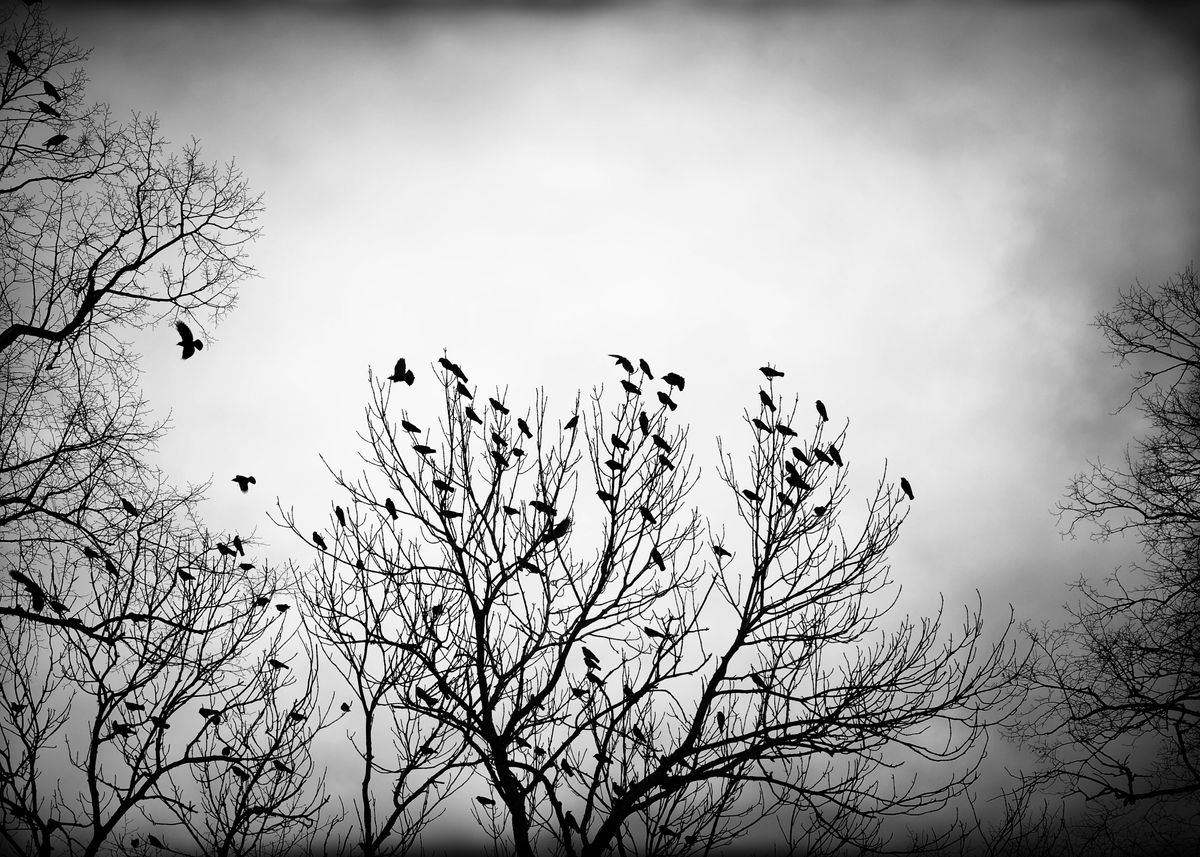 'Crows at dusk' Poster by Anki Hoglund | Displate