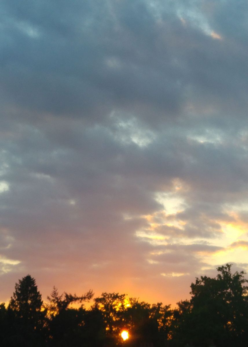 'Tree Sunset Portrait' Poster, picture, metal print, paint by Samuel ...