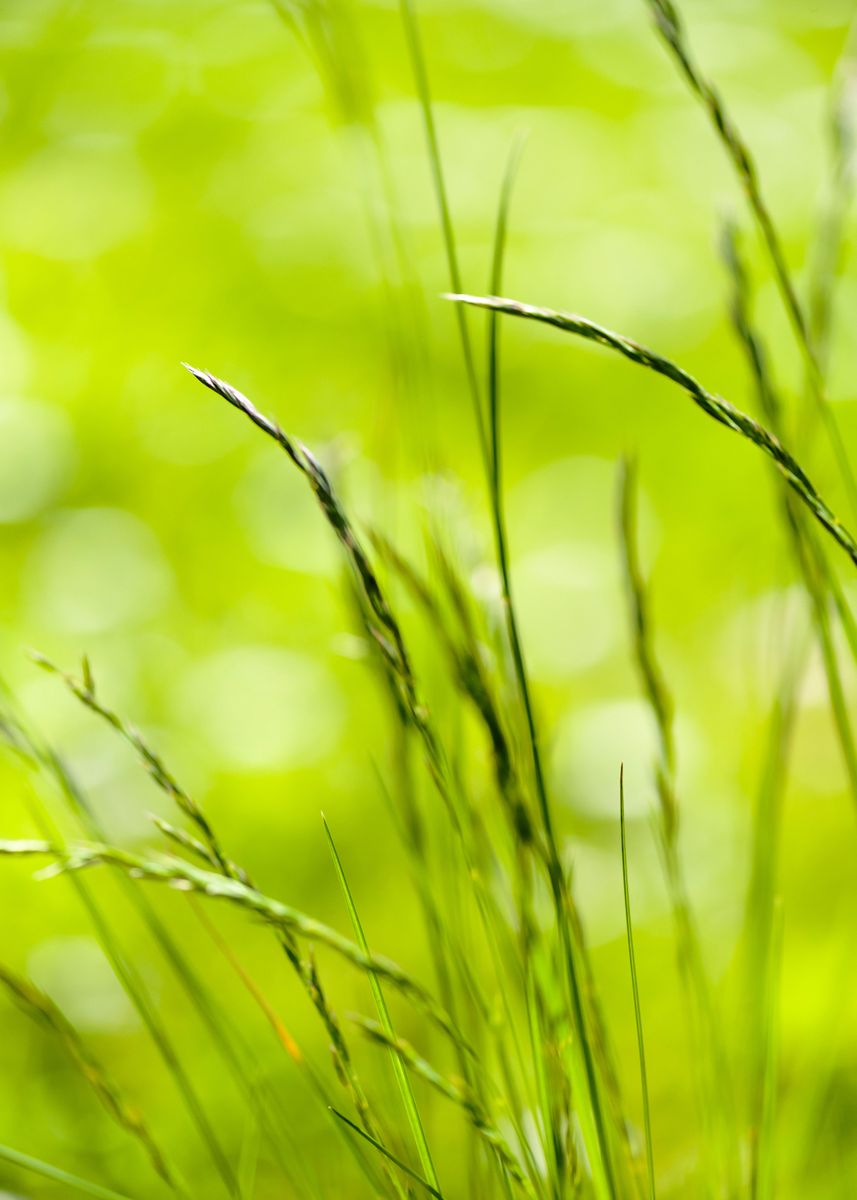 'Grass Abstract' Poster, picture, metal print, paint by Svetlana Sewell ...