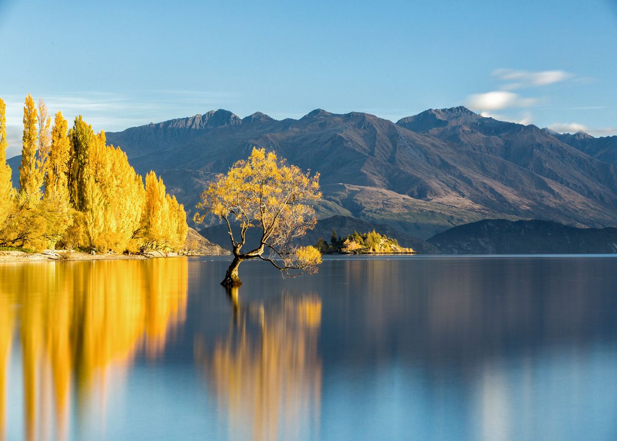 'Wanaka Tree at Autumn' Poster by Russ Dixon | Displate