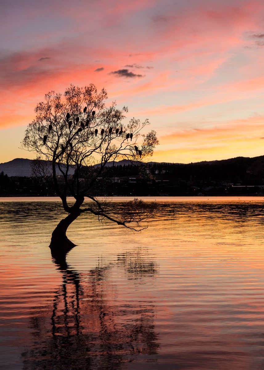 'Wanaka Tree at Sunset' Poster, picture, metal print, paint by Russ ...
