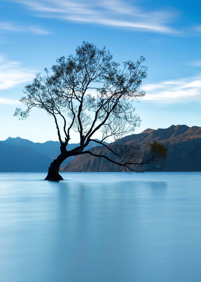 'Wanaka Tree' Poster, picture, metal print, paint by Russ Dixon | Displate