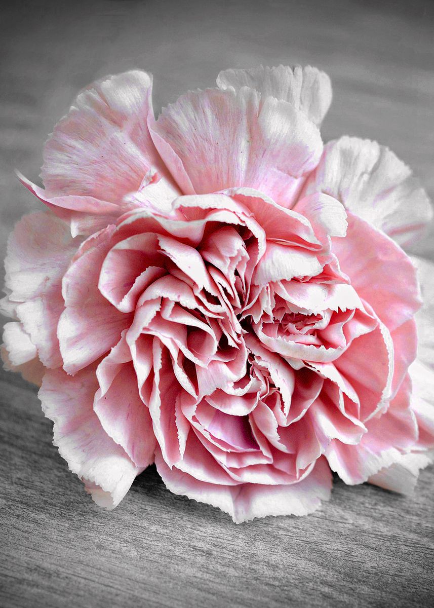 'The Carnation' Poster, picture, metal print, paint by David Hughes ...