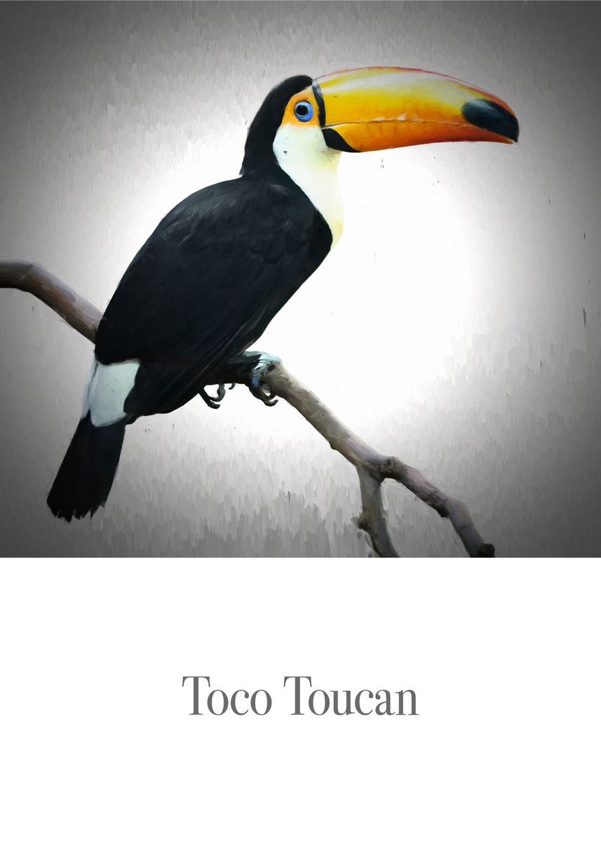 'A Toco Toucan in chalk.' Poster, picture, metal print, paint by ...