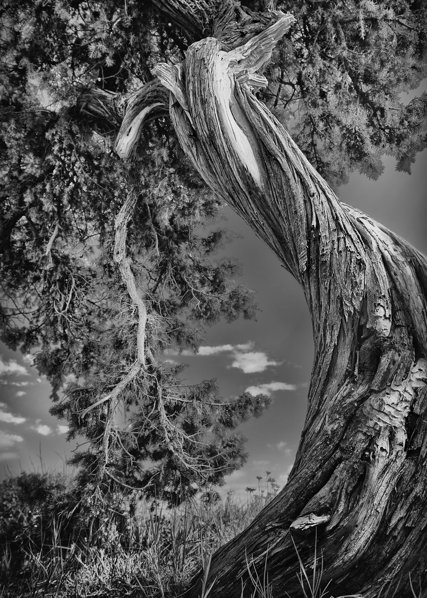 'An S shaped tree, wonderful in its natural sinuosity, i ... ' Poster ...