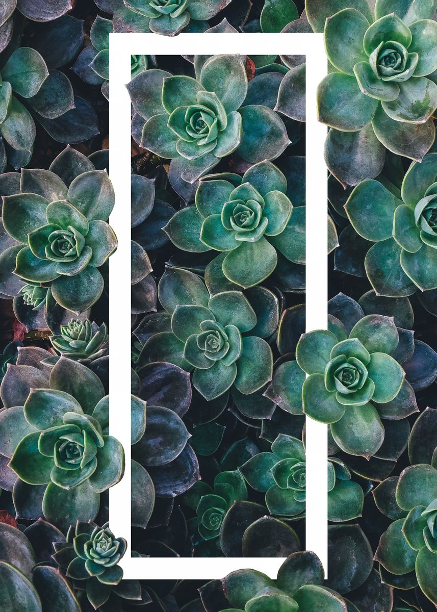 'Cacti & Geometry' Poster by Orce Vasilev | Displate