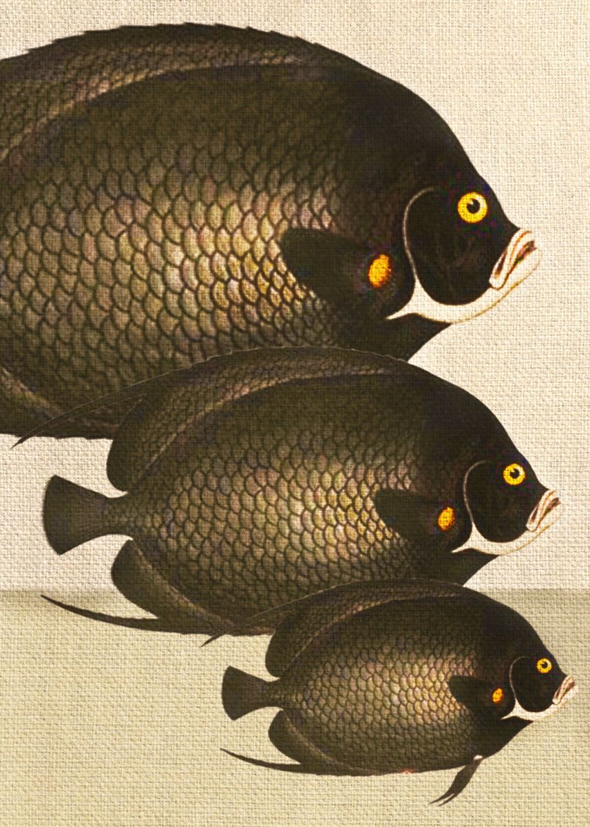 'Fish Classic Designs 11' Poster, picture, metal print, paint by ...