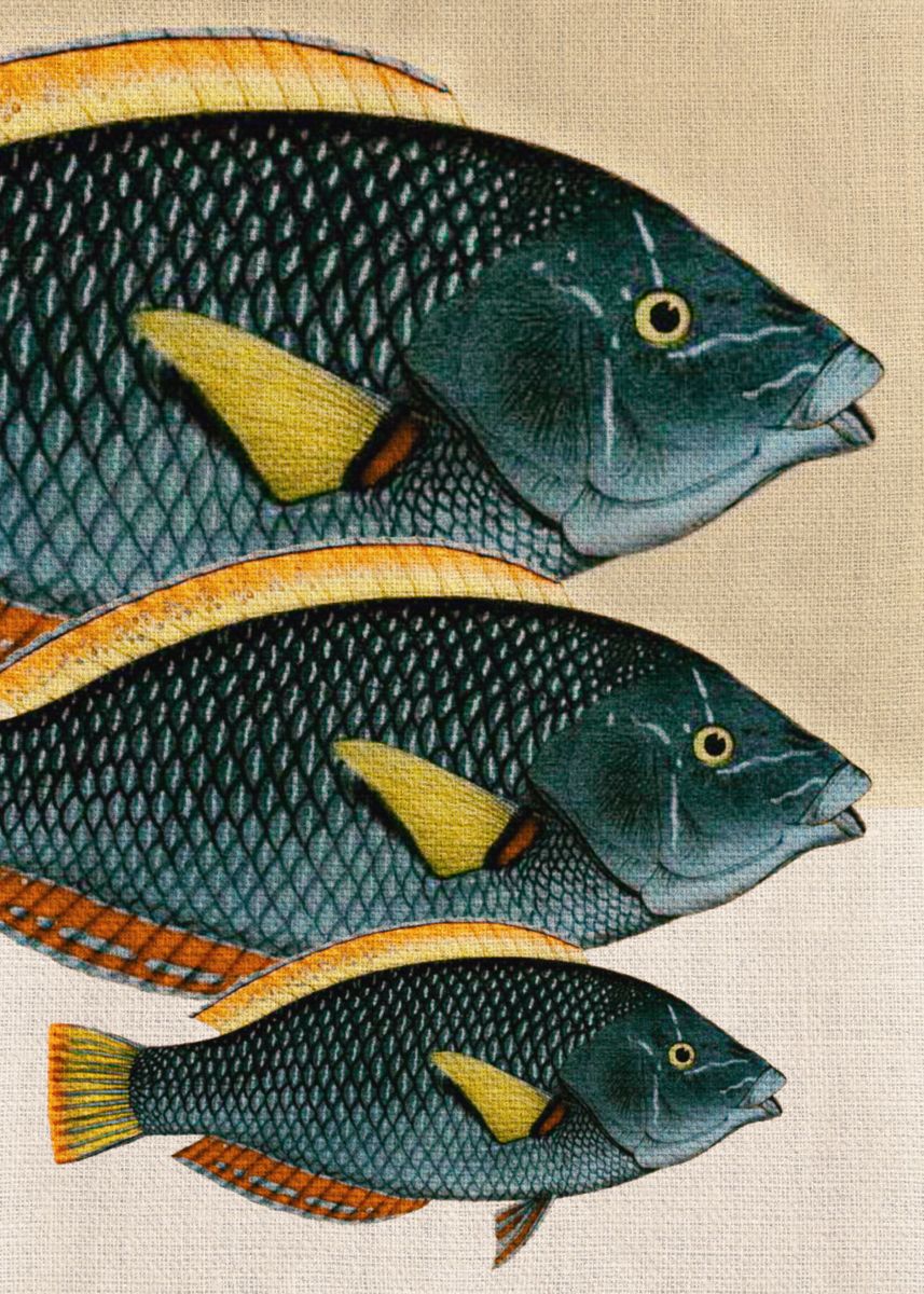 'Fish Classic Designs 10' Poster, picture, metal print, paint by ...