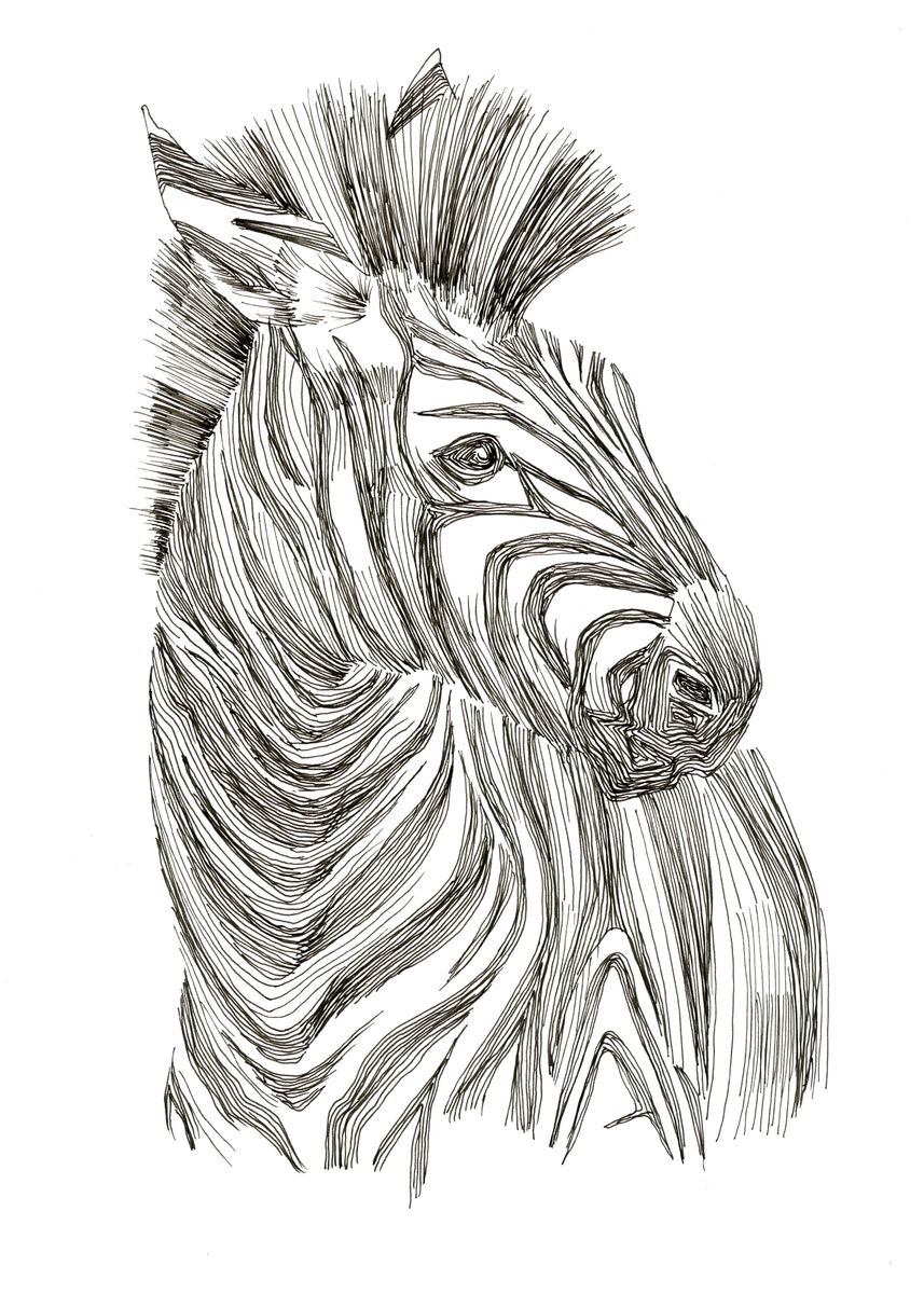 'Zebra. Equus quagga.' Poster, picture, metal print, paint by Tien Wen ...