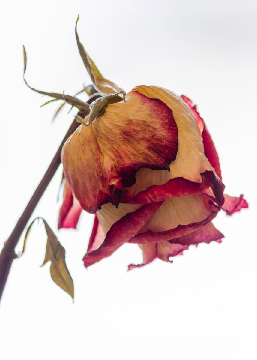 'dry rose' Poster by Ornella Bonomini | Displate