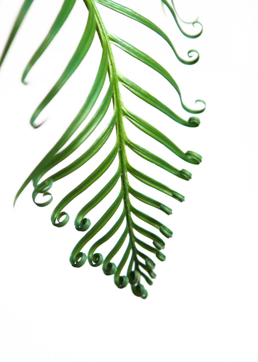 'Fern photography' Poster by Vanessa GF | Displate