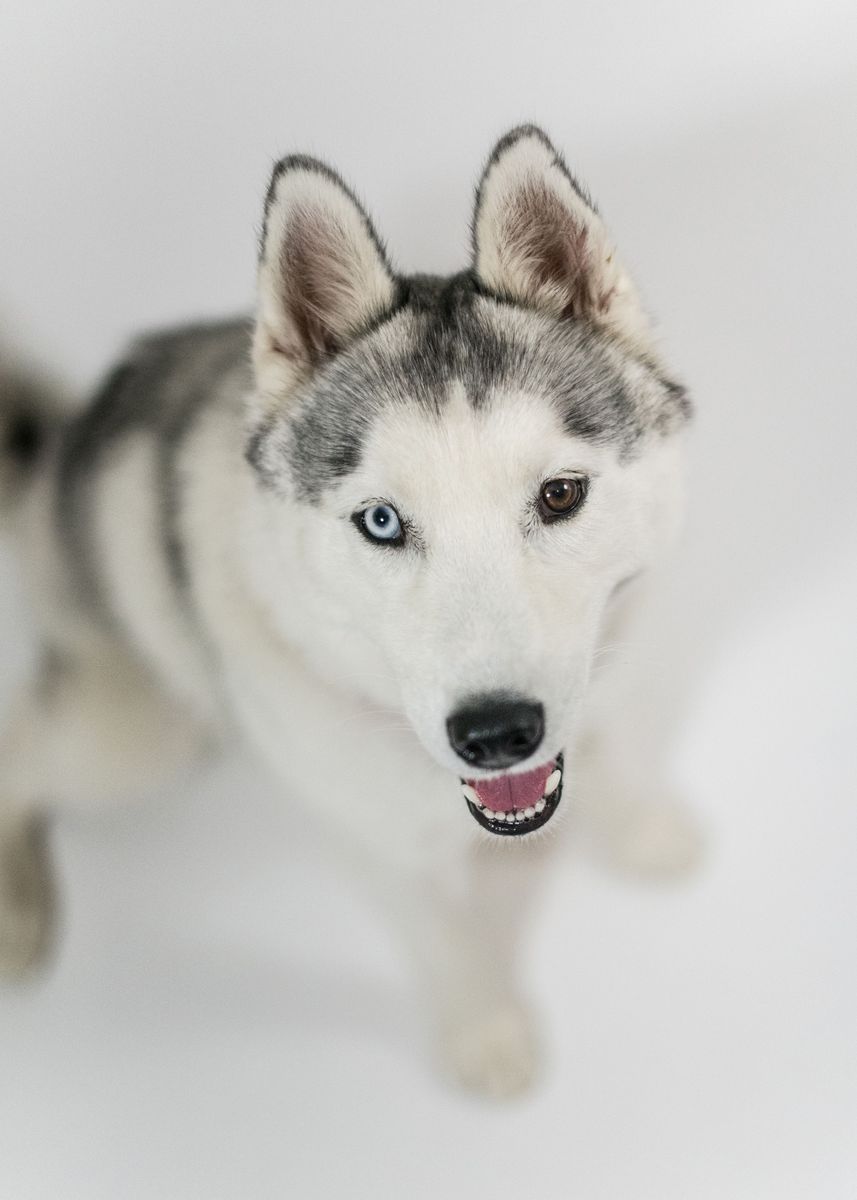 'Luna the husky' Poster, picture, metal print, paint by Pascale ...