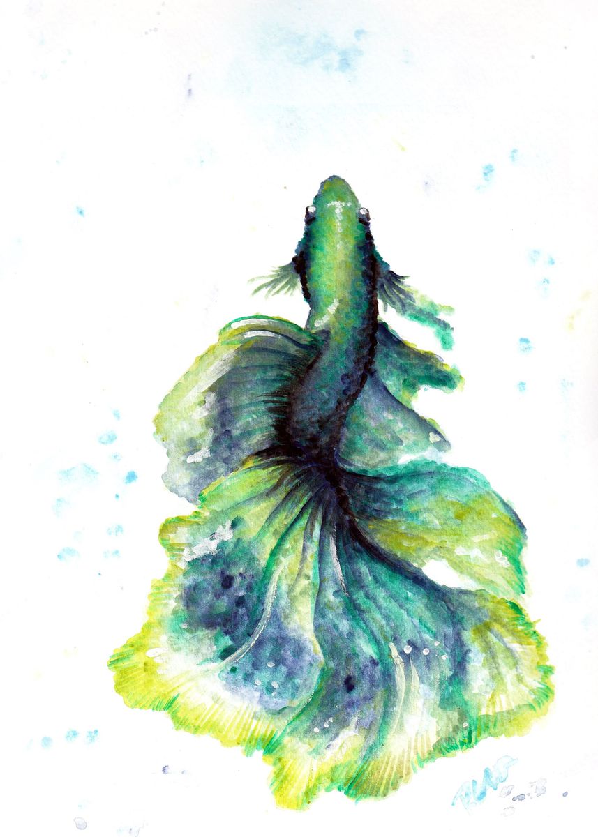 'Emerald Betta fish' Poster, picture, metal print, paint by Patrick Lau ...