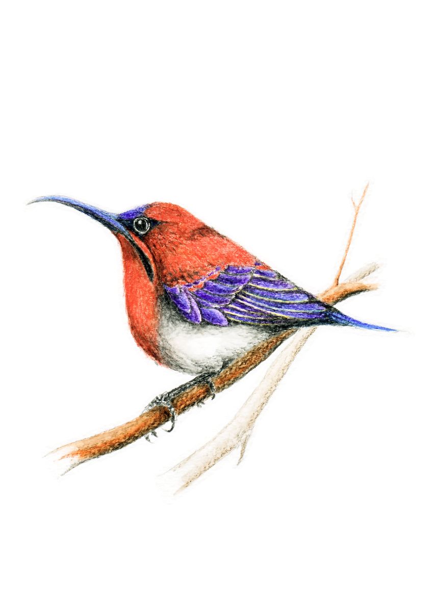 'Bird: Sunbird' Poster, picture, metal print, paint by Det Tidkun ...