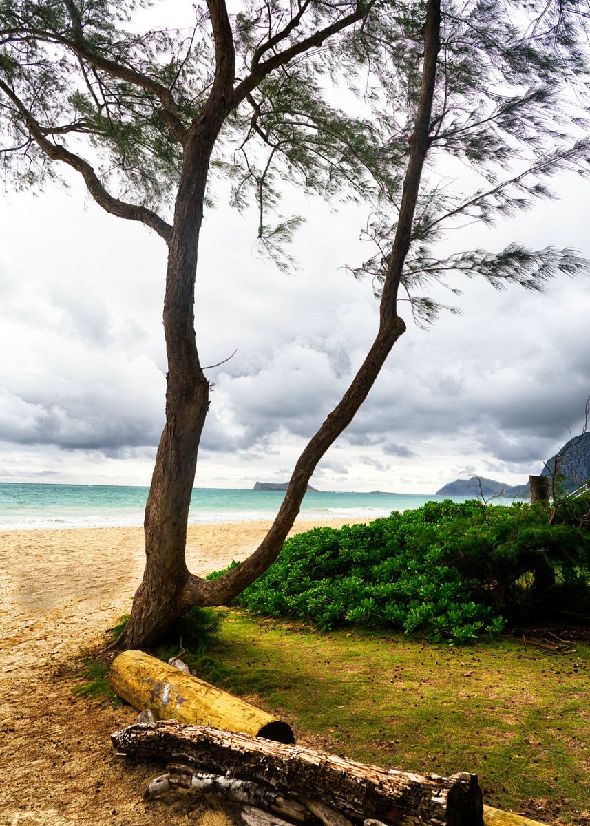 'The trees on the beach' Poster by Karol Banaszkiewicz | Displate