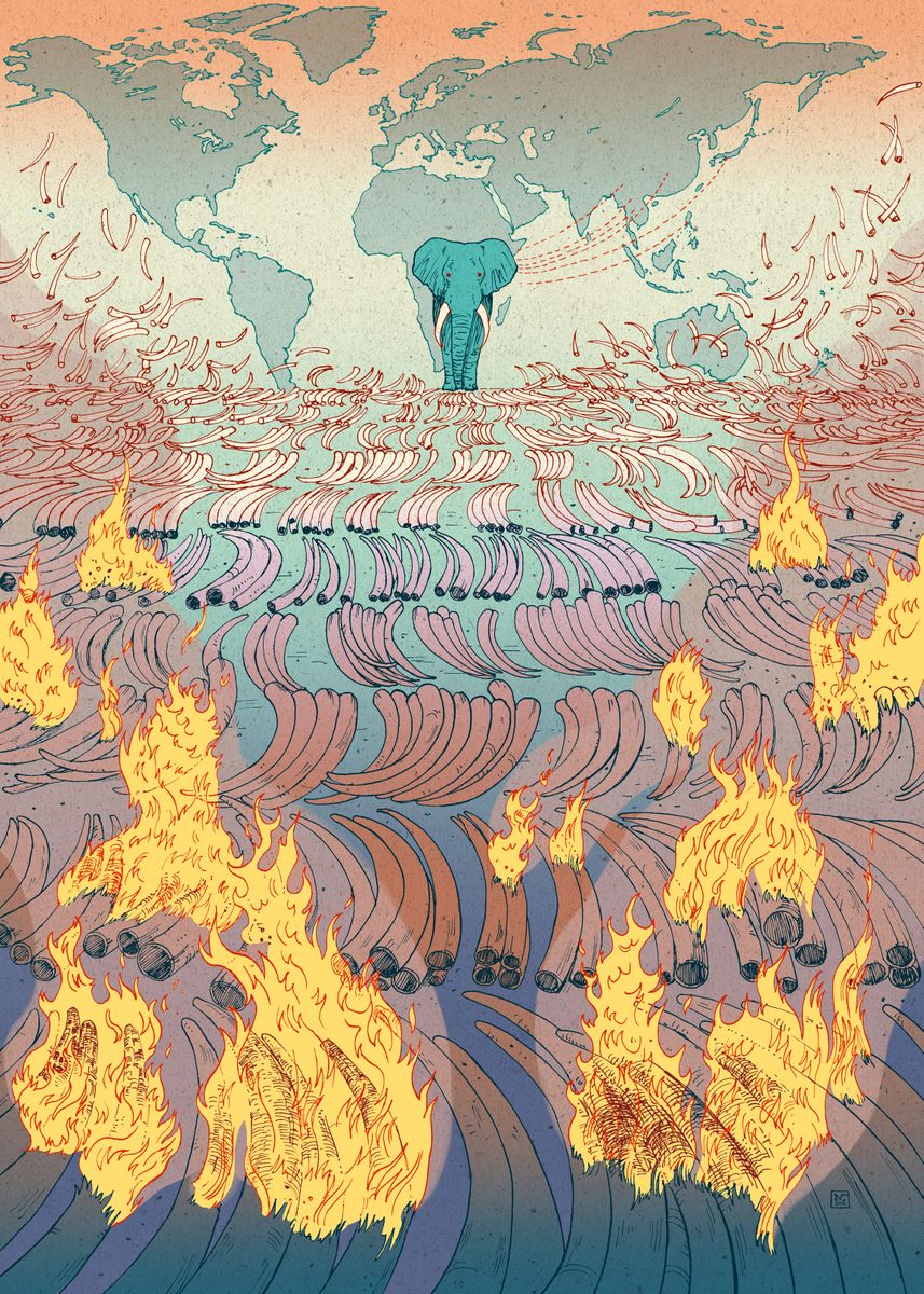 'Editorial work about ivory poaching' Poster, picture, metal print ...