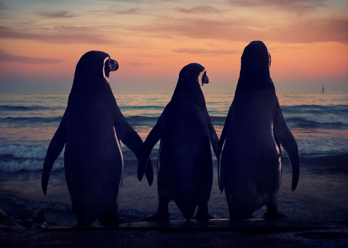 '3 Penguins photo composite' Poster by Audran Gosling | Displate