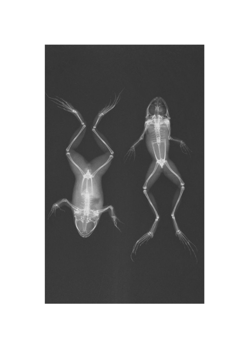 'Animal X-ray' Poster, picture, metal print, paint by Fine Art | Displate