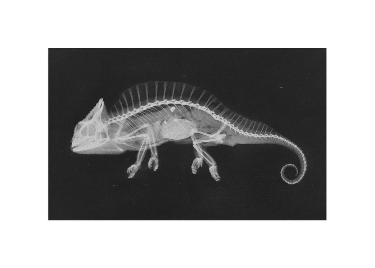 'Animal X-ray' Poster by Fine Art | Displate