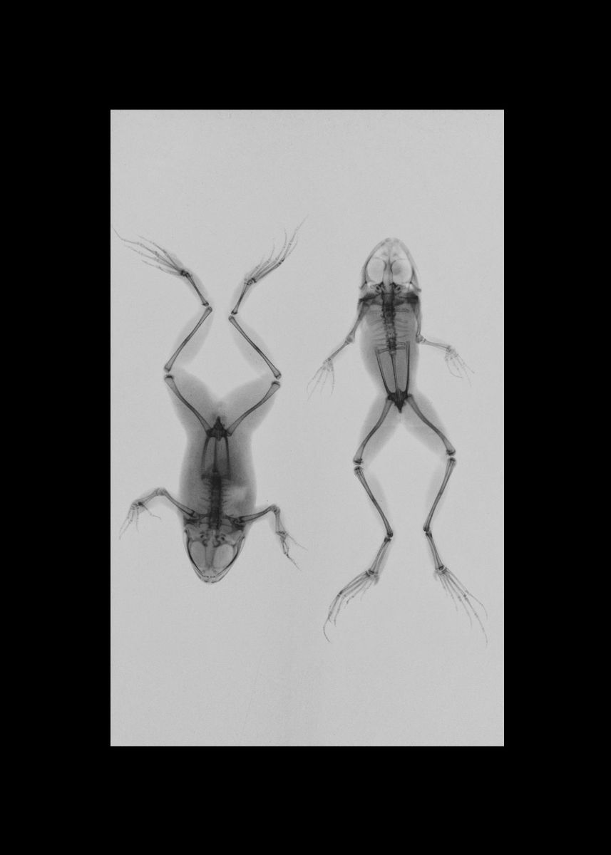 'Animal X-ray' Poster, picture, metal print, paint by Fine Art | Displate