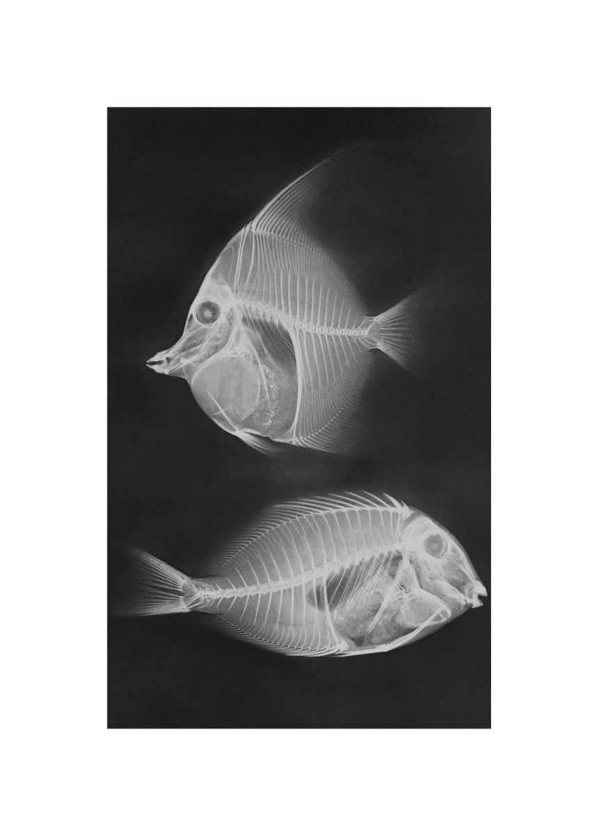 'Animal X-ray' Poster, picture, metal print, paint by Fine Art | Displate