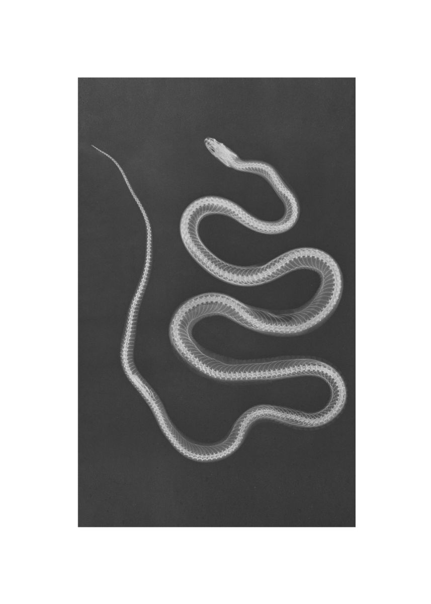 'Animal X-ray' Poster, picture, metal print, paint by Fine Art | Displate