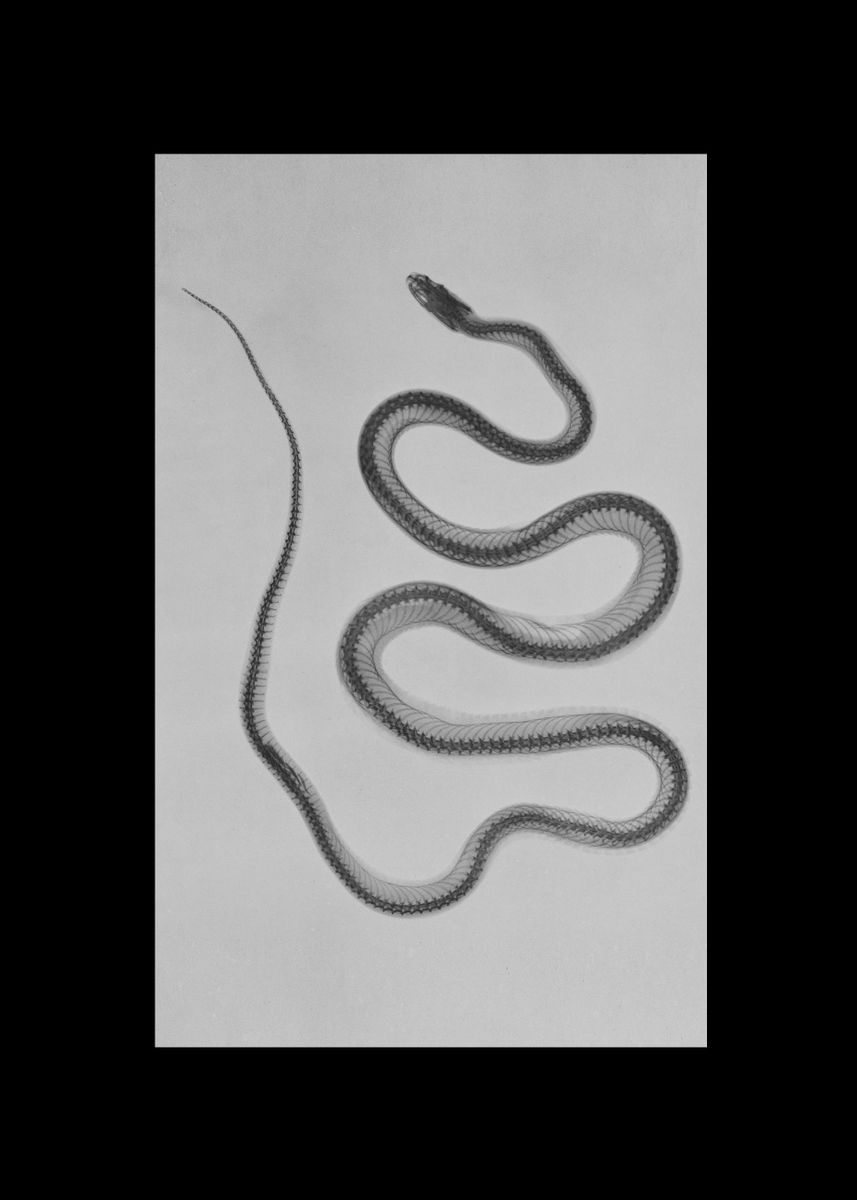 'Animal X-ray' Poster, picture, metal print, paint by Fine Art | Displate