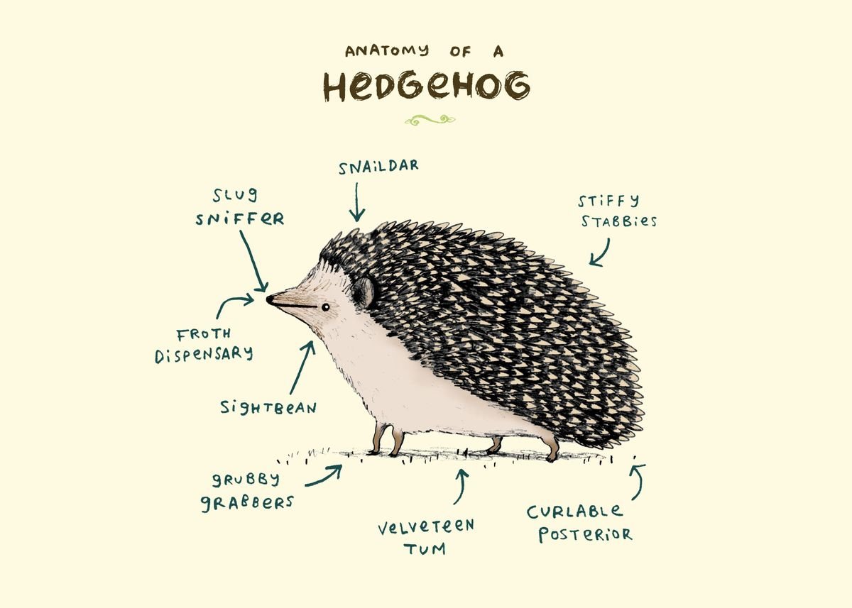'Anatomy of a Hedgehog' Poster by Sophie Corrigan | Displate