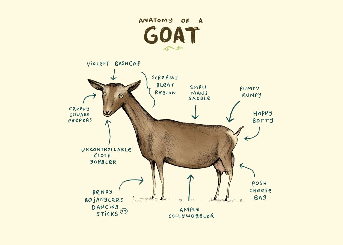 'Anatomy of a Goat' Poster by Sophie Corrigan | Displate
