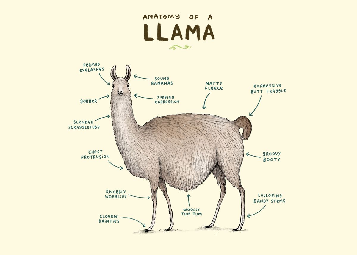 'Anatomy of a Llama' Poster by Sophie Corrigan | Displate