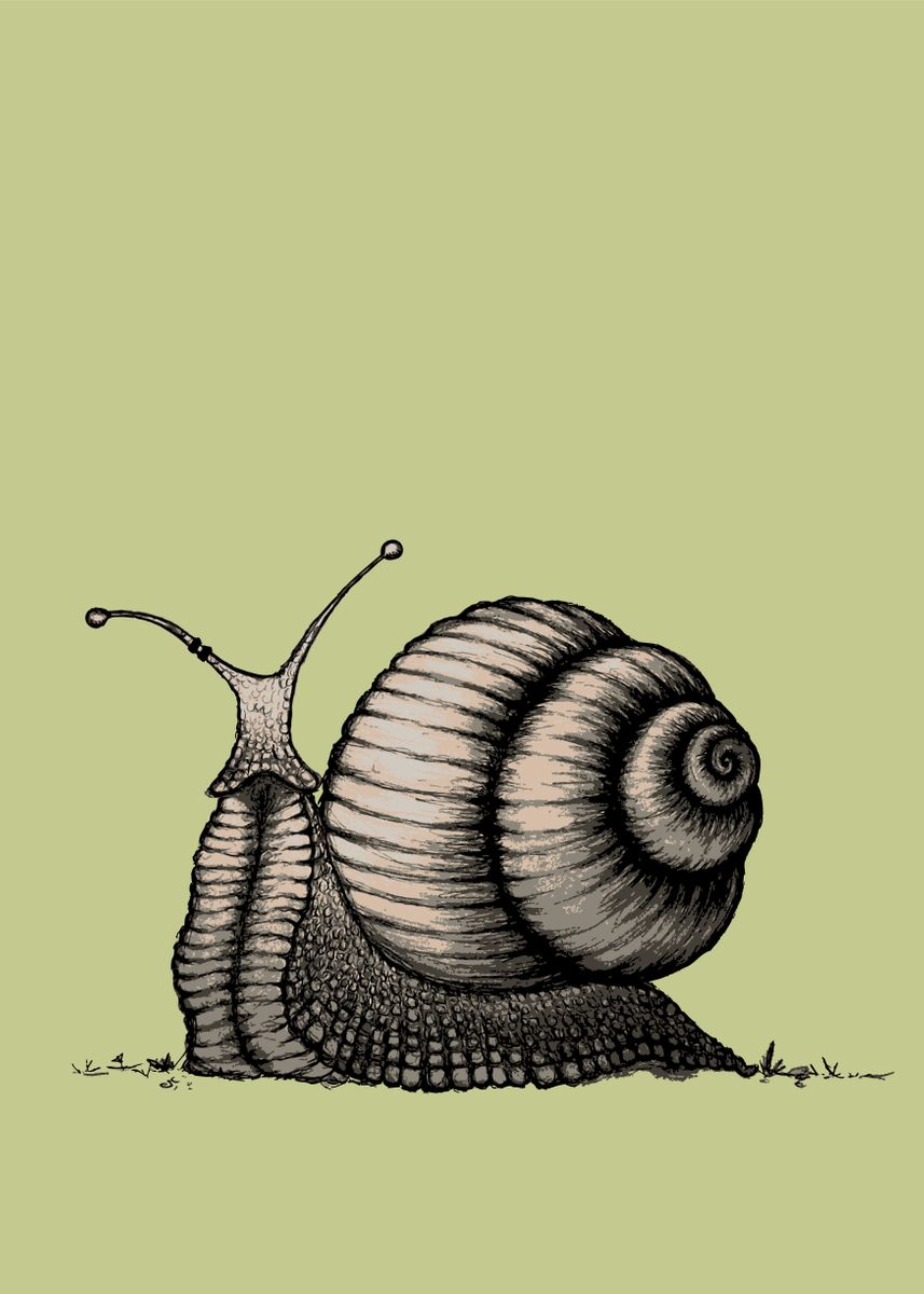 'Snail' Poster, picture, metal print, paint by mangulica illustrations ...