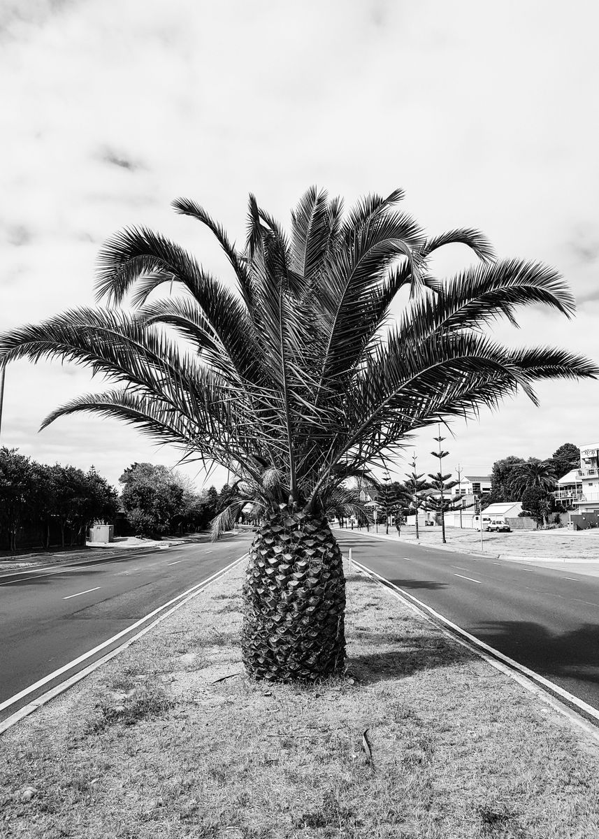 'Palm Tr(ee)io - Part 1' Poster by Victoria Rose | Displate