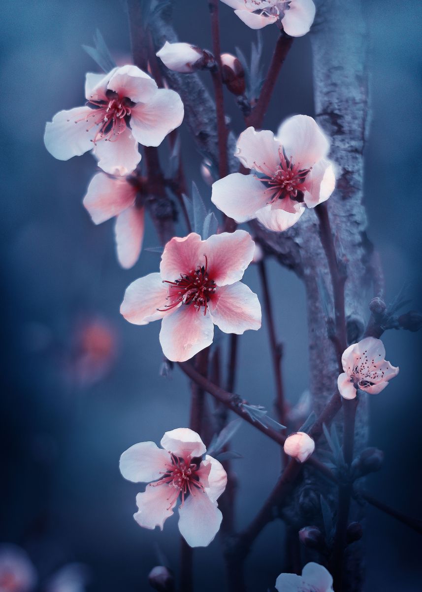 'pink sakura' Poster by 275 photography | Displate