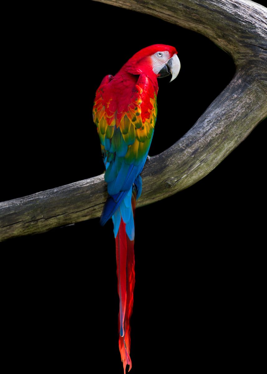 'red ara' Poster, picture, metal print, paint by Marcel Birklbauer ...