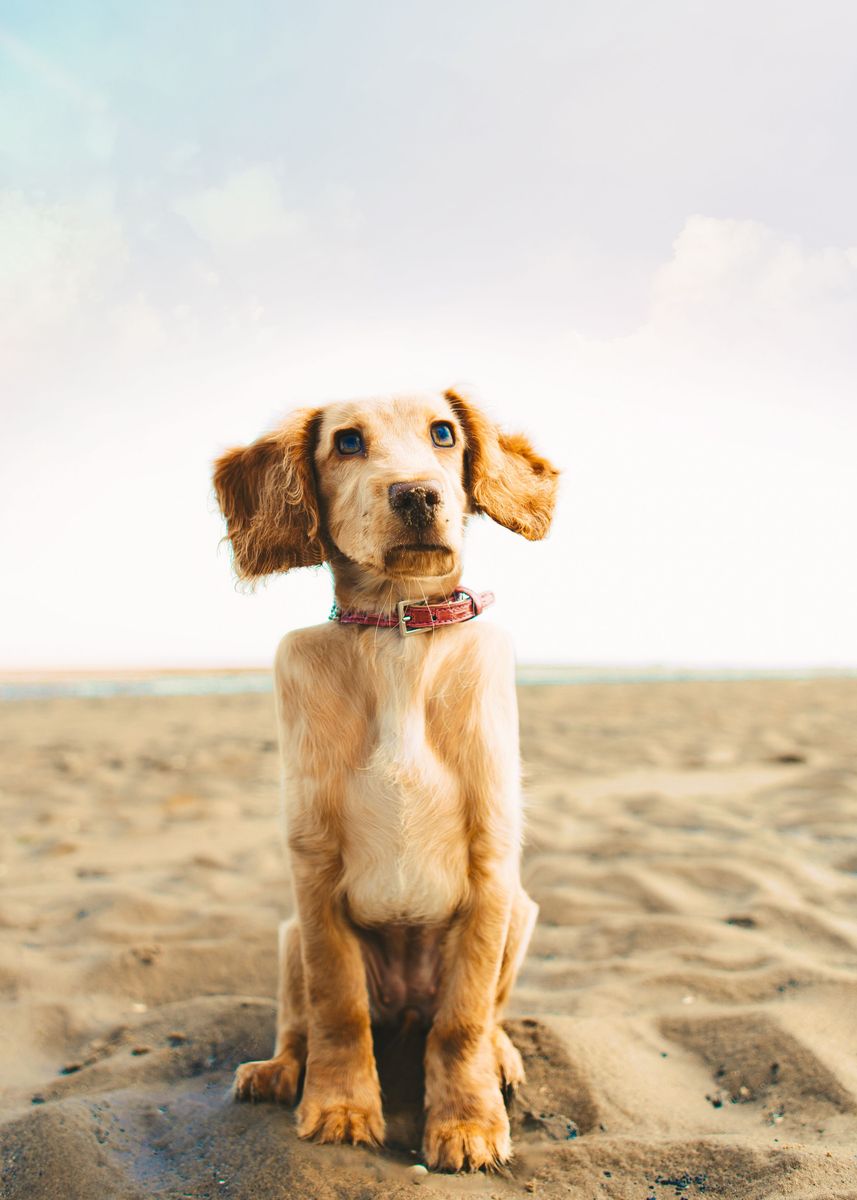 'Cubic Dog' Poster, picture, metal print, paint by Marcos Ramírez ...