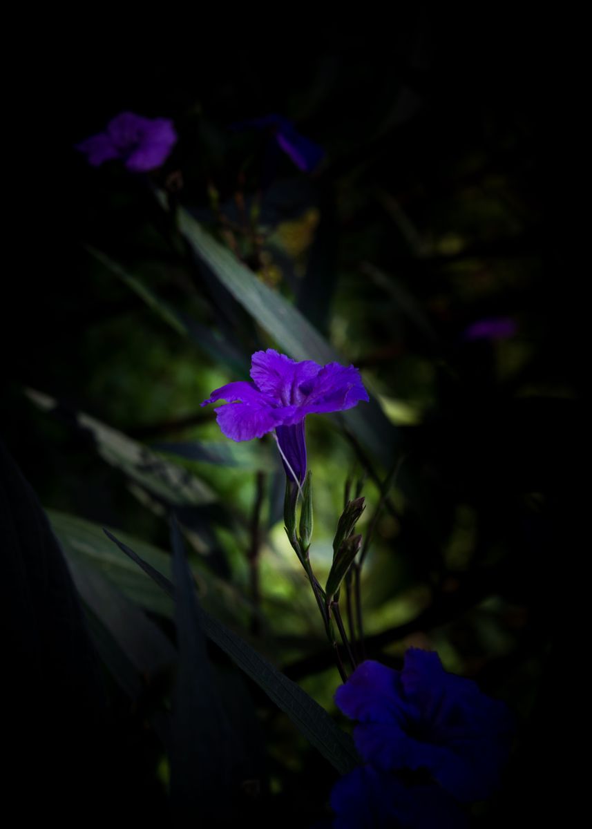 'Violet flowers' Poster, picture, metal print, paint by Vanessa GF ...