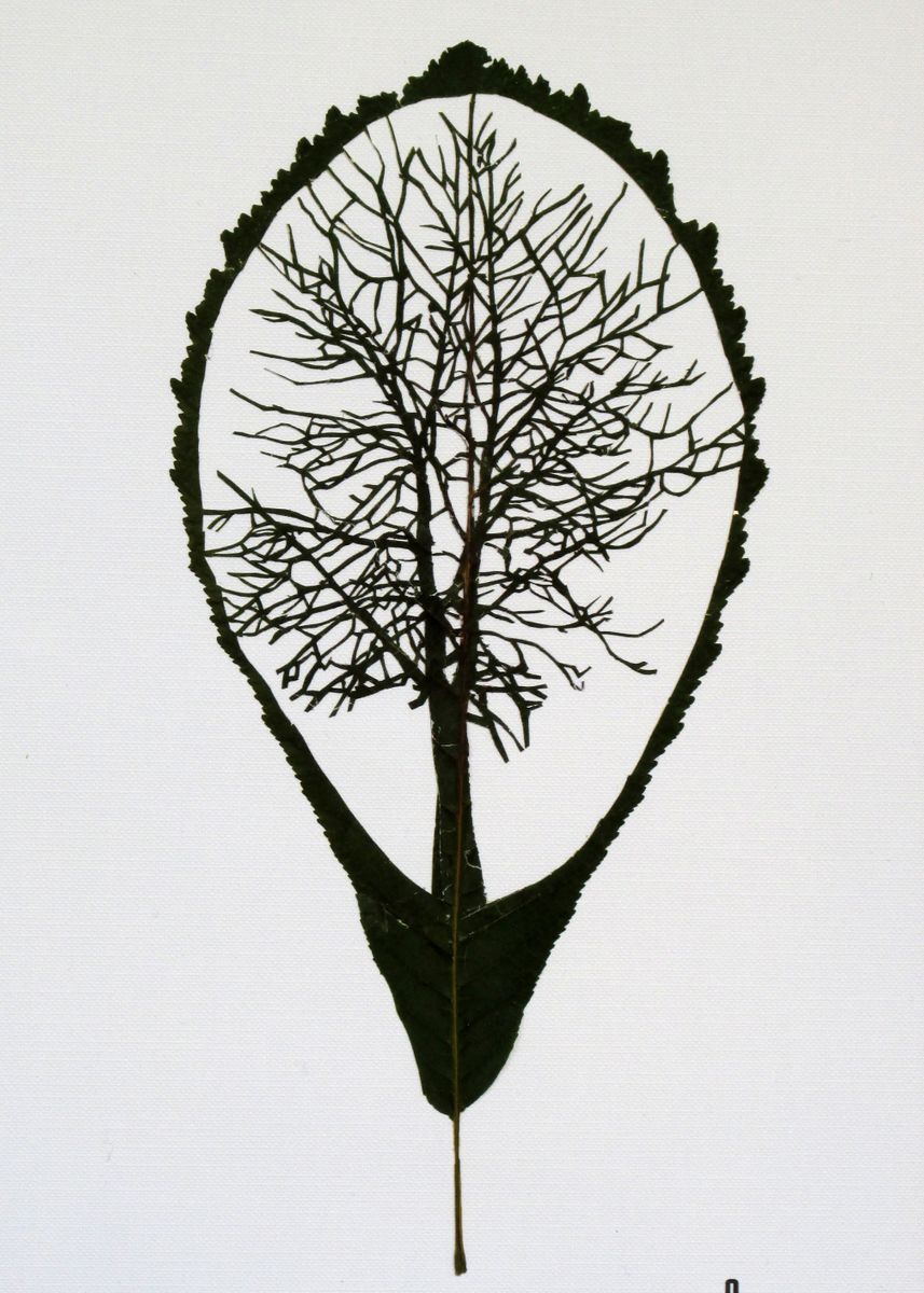 'Chestnut tree cut in its chestnut leaf' Poster by Dariusz Mastalerz ...