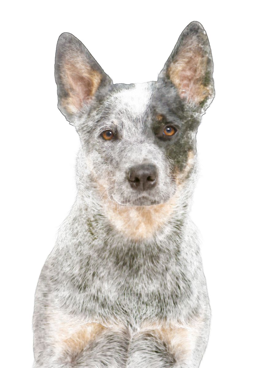 'Australian Cattle dog - Kelpie' Poster, picture, metal print, paint by ...