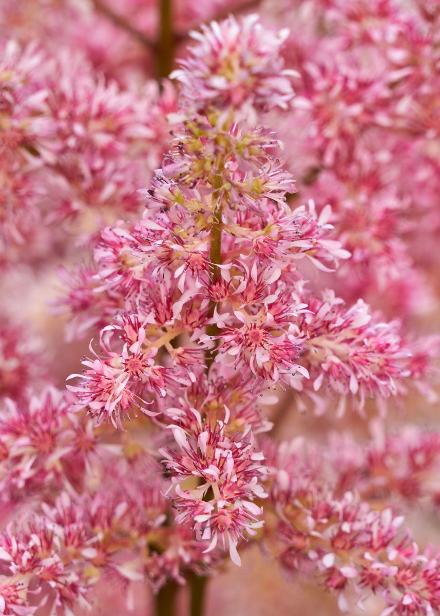 'astilbe flower in bloom in the garden' Poster, picture, metal print ...