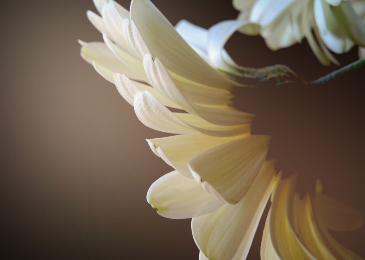 'Dreamy White Germini' Poster by Juliana RW | Displate