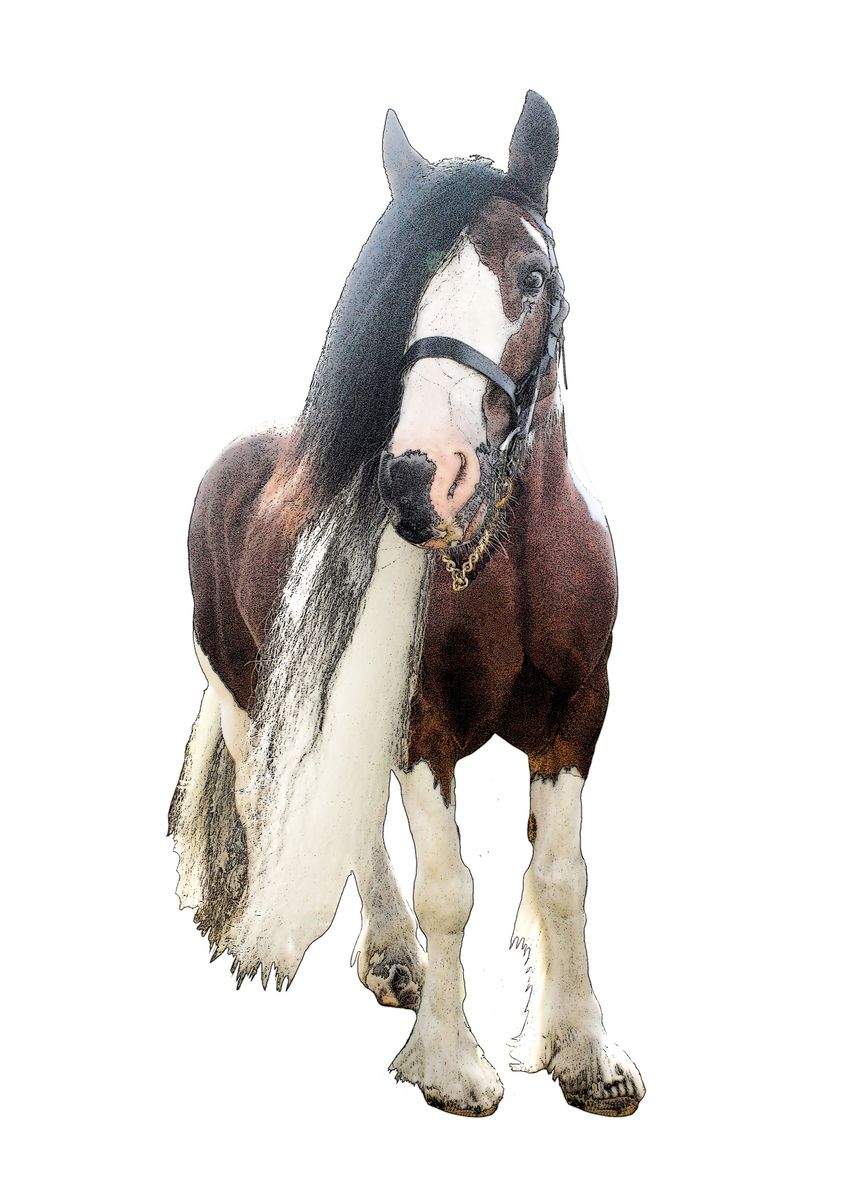 'Gypsy Cob 2' Poster, picture, metal print, paint by Caroline Eley ...
