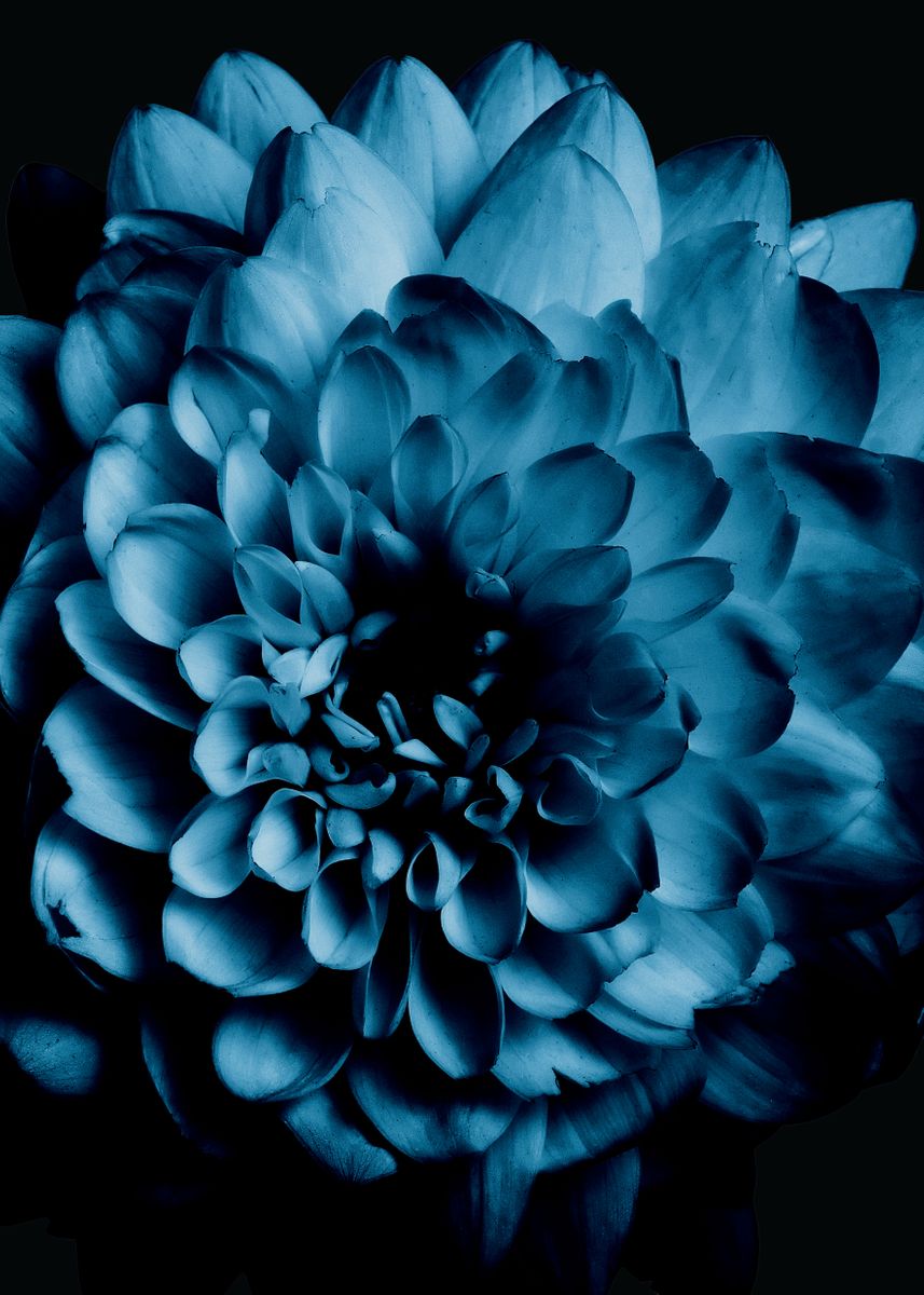 'Blue Floral wall decor' Poster, picture, metal print, paint by ...