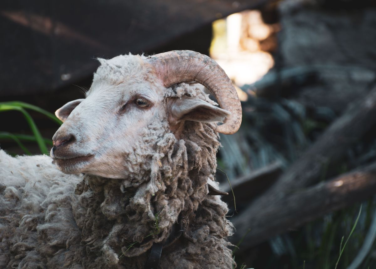 'Sheep' Poster by NAMA | Displate