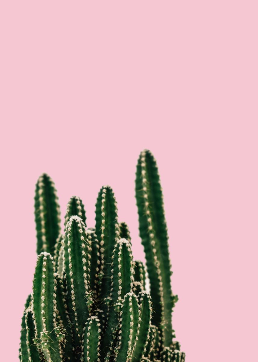 'Cactus' Poster by Donna Carter | Displate