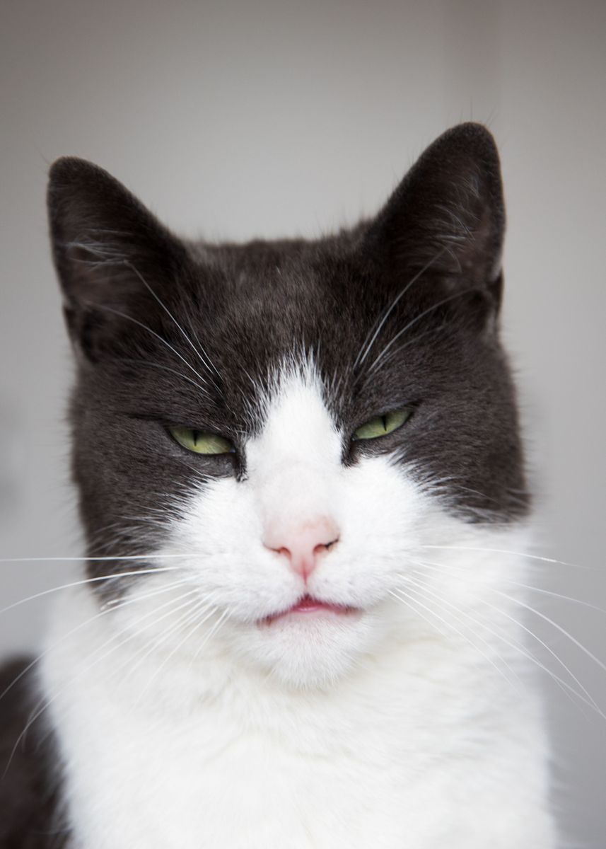 'Badcat' Poster, picture, metal print, paint by Aranxtha lee | Displate