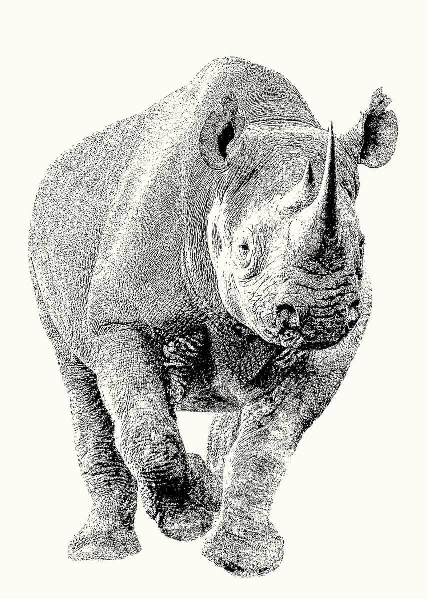 'Black Rhino Full Figure' Poster, picture, metal print, paint by Scotch ...