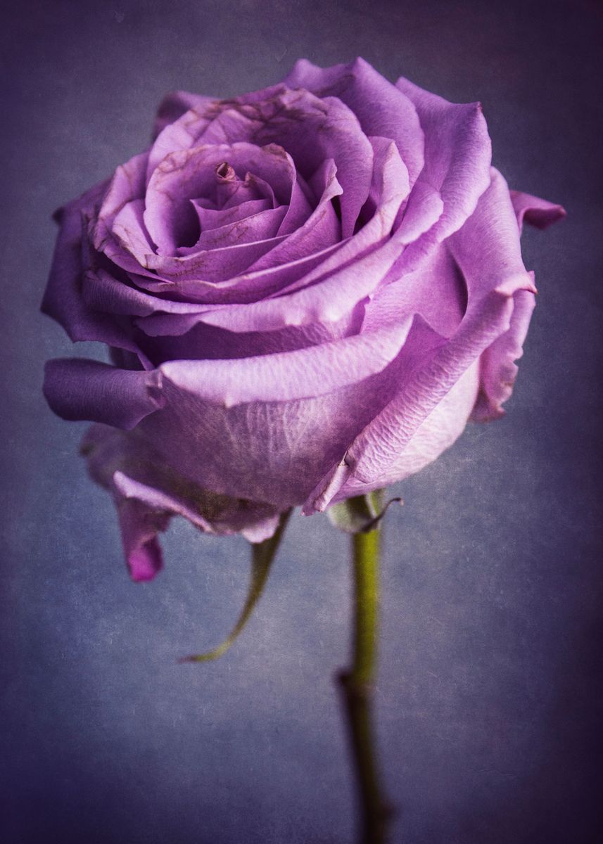 'Rose' Poster, picture, metal print, paint by Josh Winton | Displate