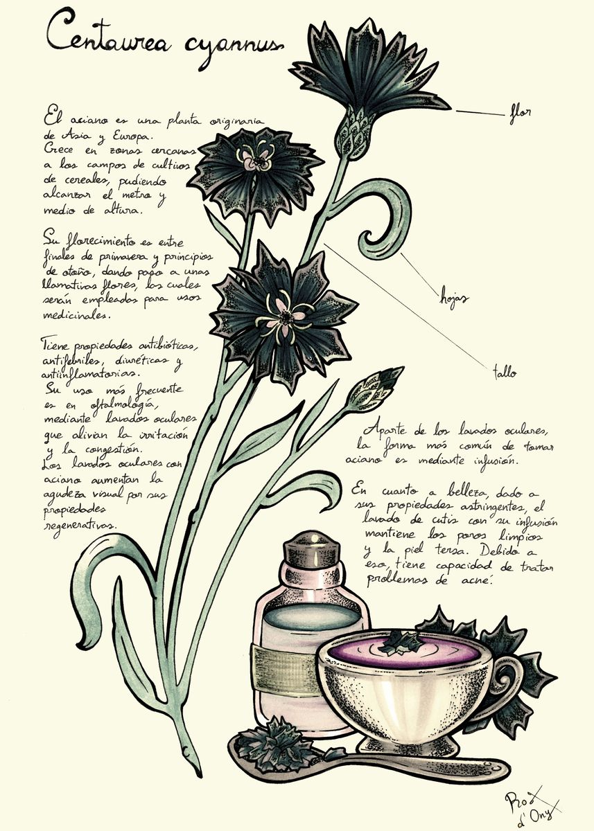 'Centaurea cyannus ' Poster by Gabriel Papaver | Displate