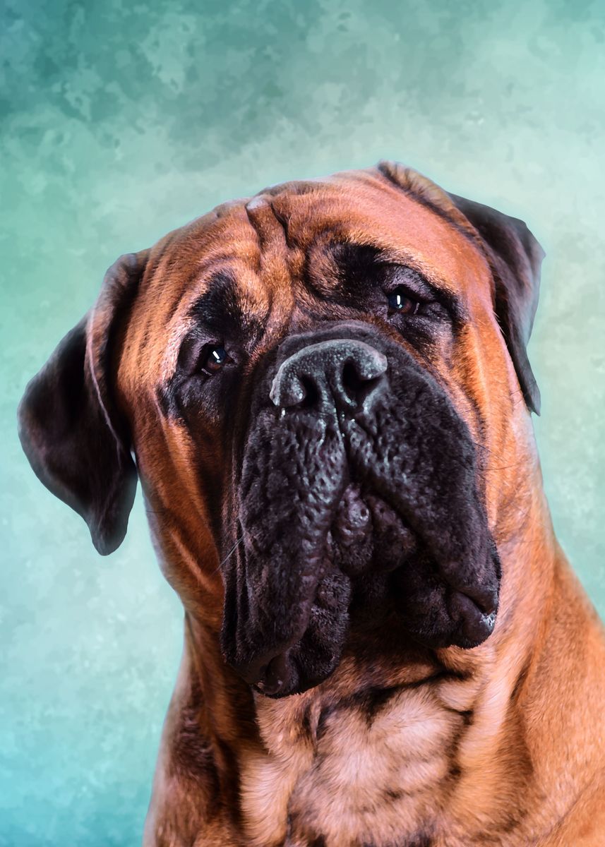 'Bullmastiff dog' Poster by Lioudmila Perry | Displate